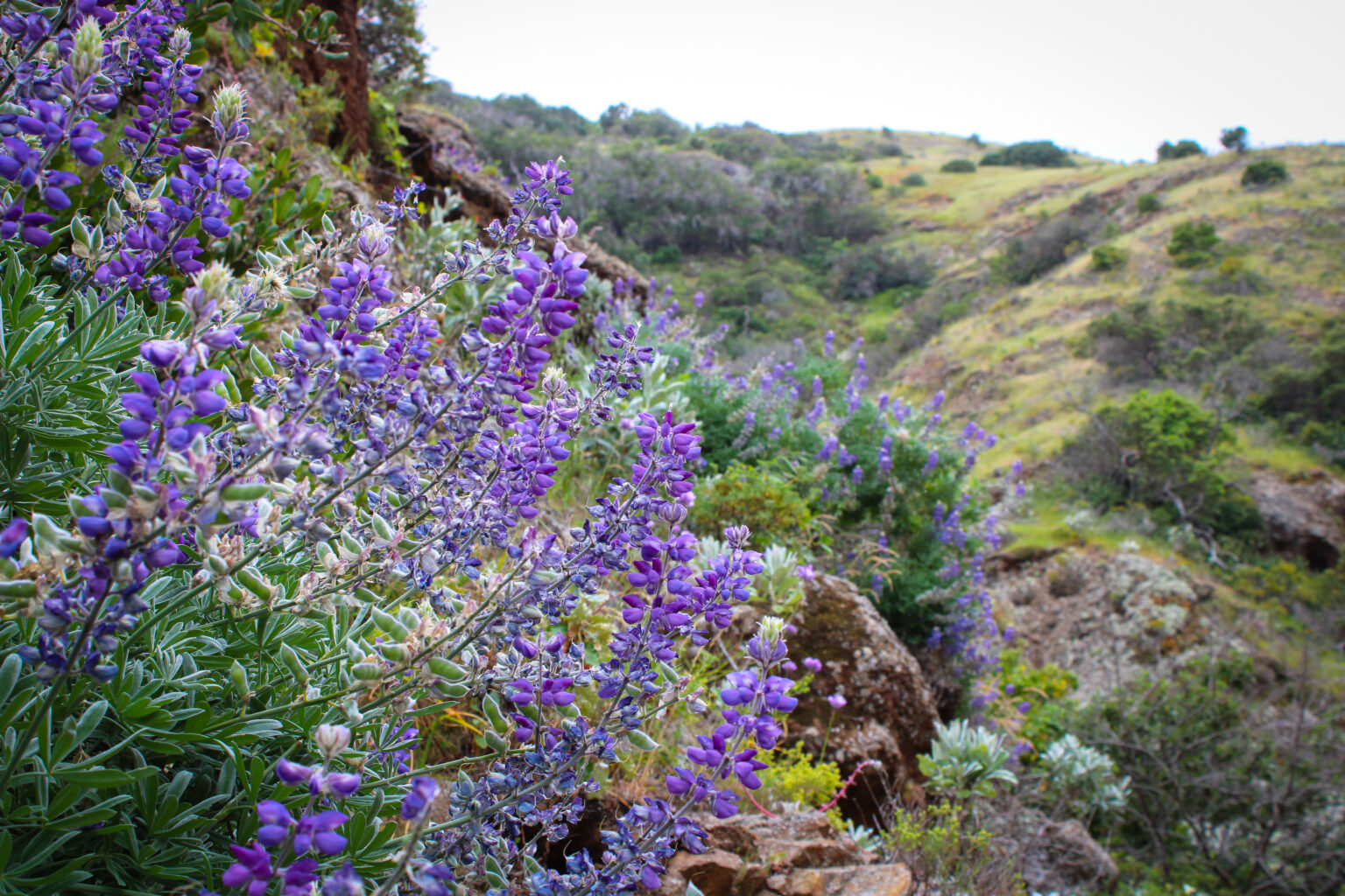 Top 5 Channel Islands Hikes for Wildflower Blooms
