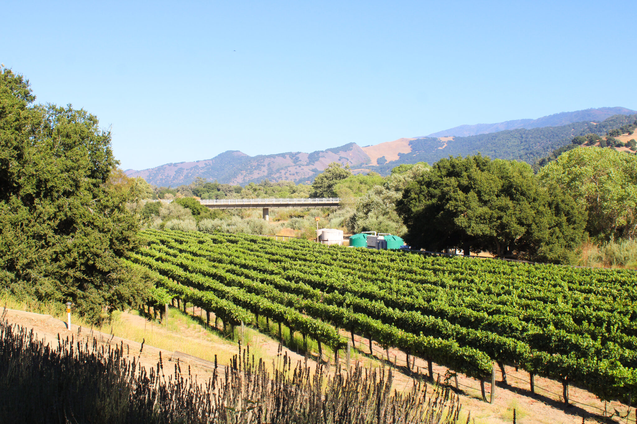 Best Time to Visit Solvang + Top 7 Things to Do